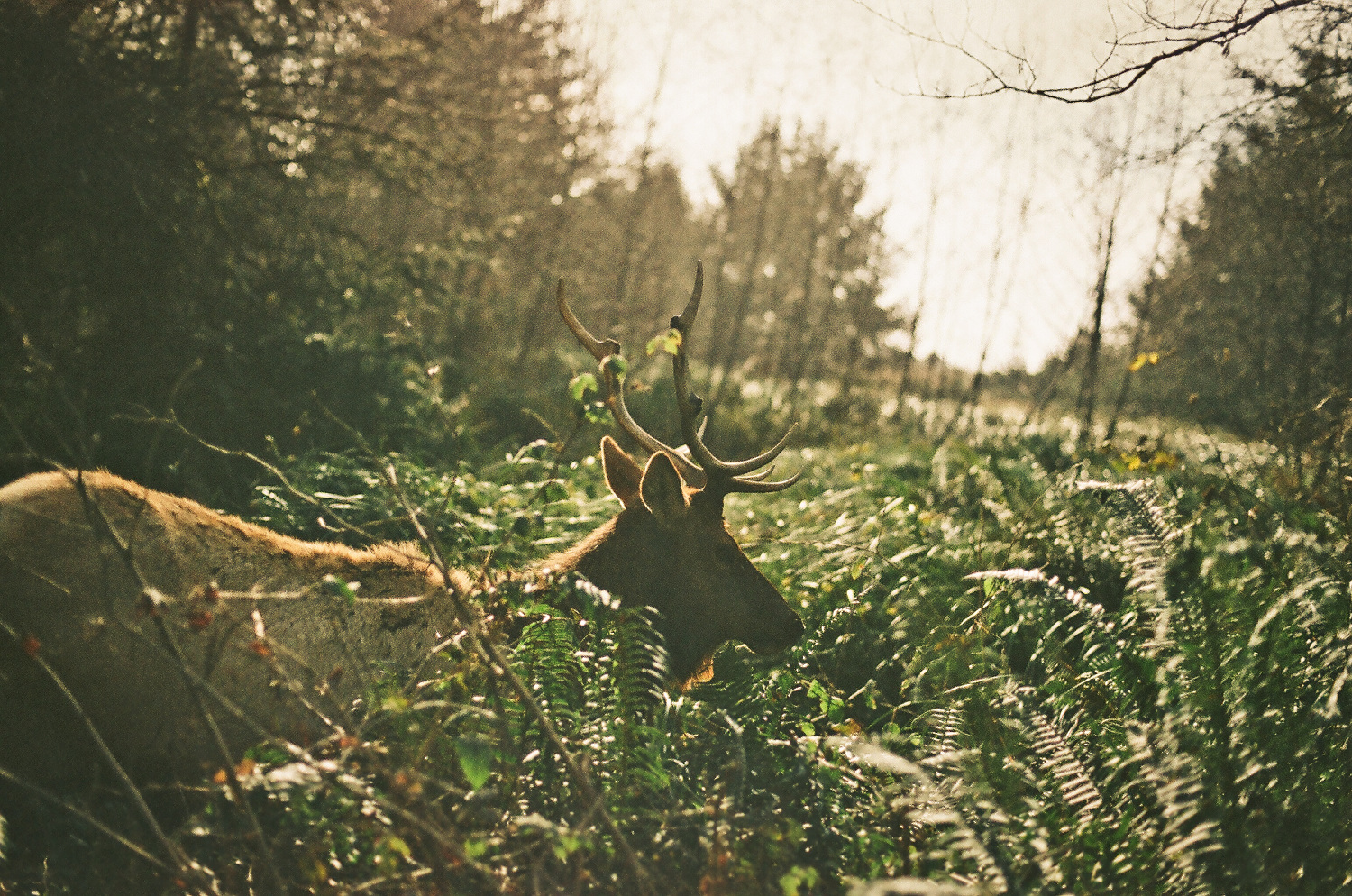 Henry Faust Photography