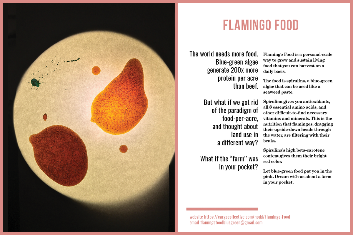 Flamingo Food