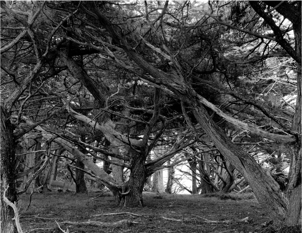 "America, Pastoral" - Patrick Lakey Studio