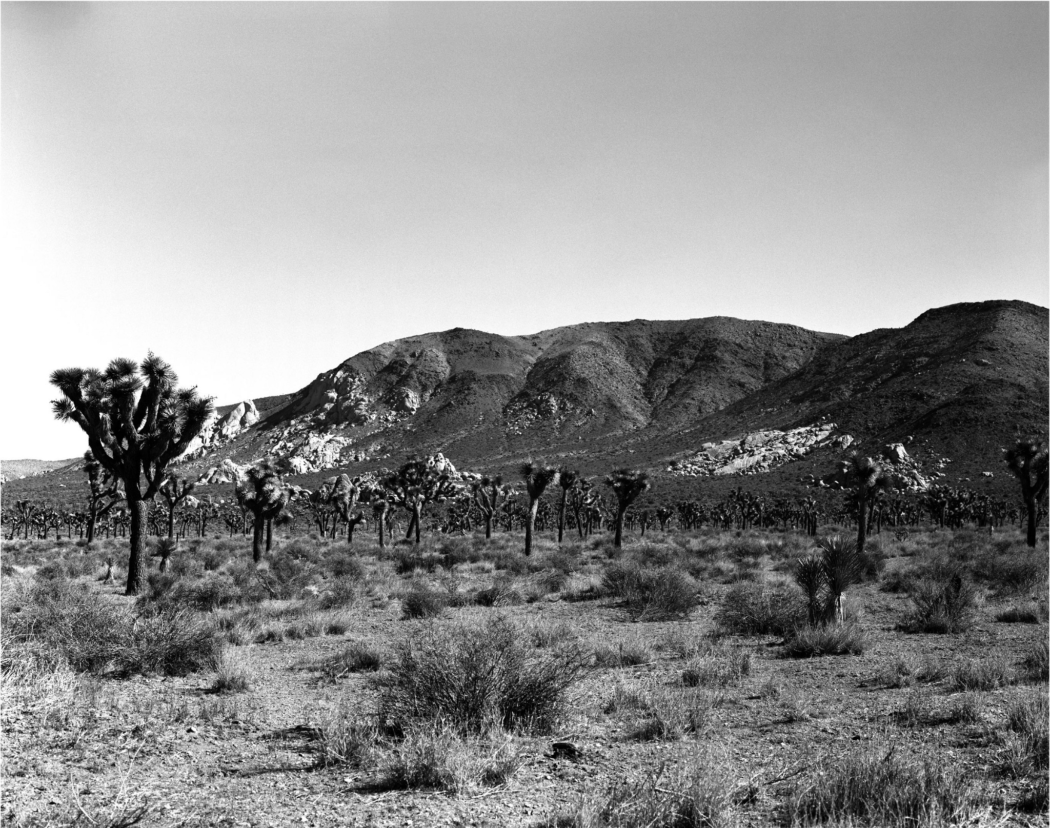 "America, Pastoral" - Patrick Lakey Studio