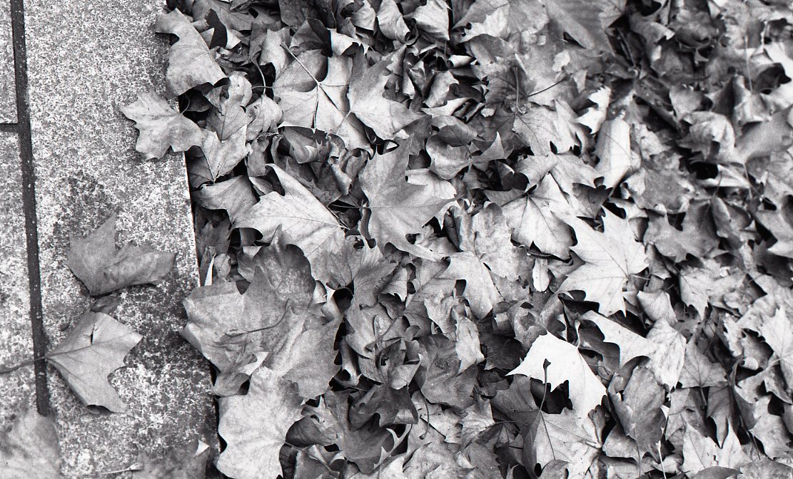 Paris. - Miller Image