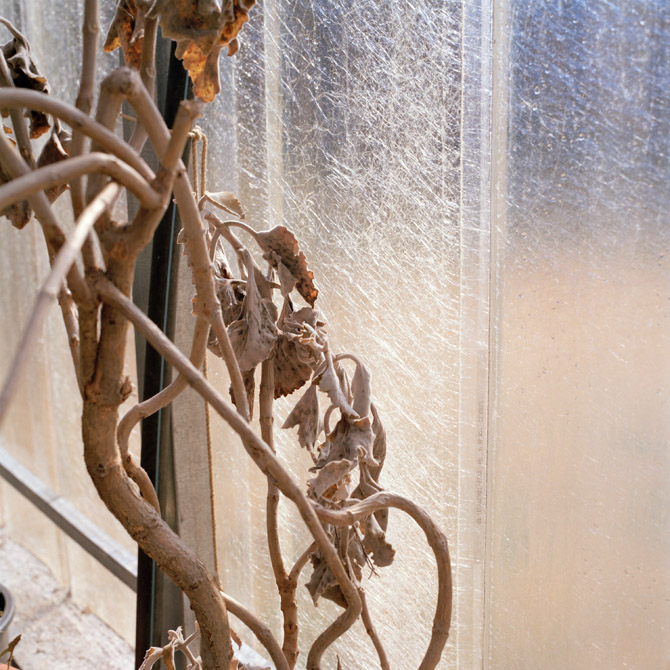 Plant Perception - Kathryn Hillier Photography