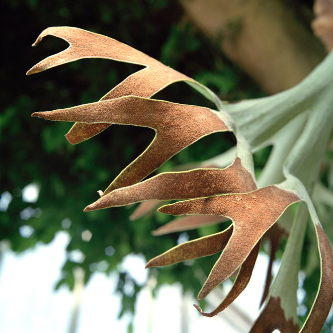 Plant Perception - Kathryn Hillier Photography