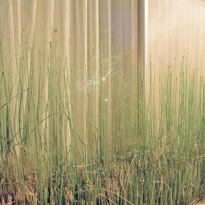 Plant Perception - Kathryn Hillier Photography