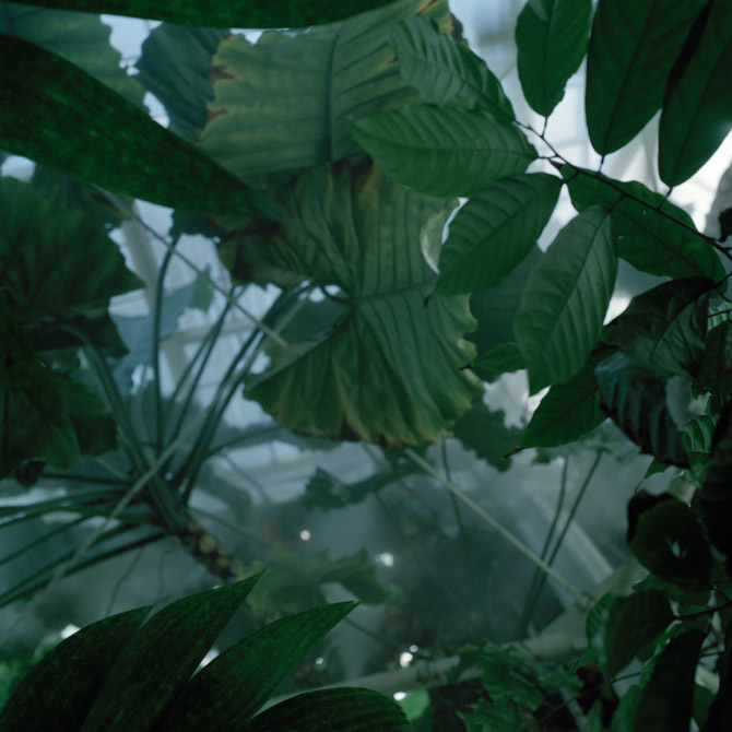 Plant Perception - Kathryn Hillier Photography