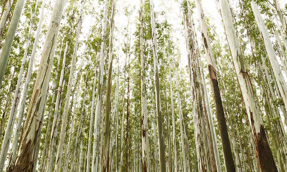 MONDI - Rachel Botha