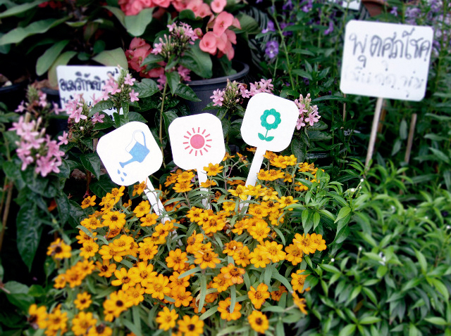 Signage for Plant Care - Suppamas Youngcharoen