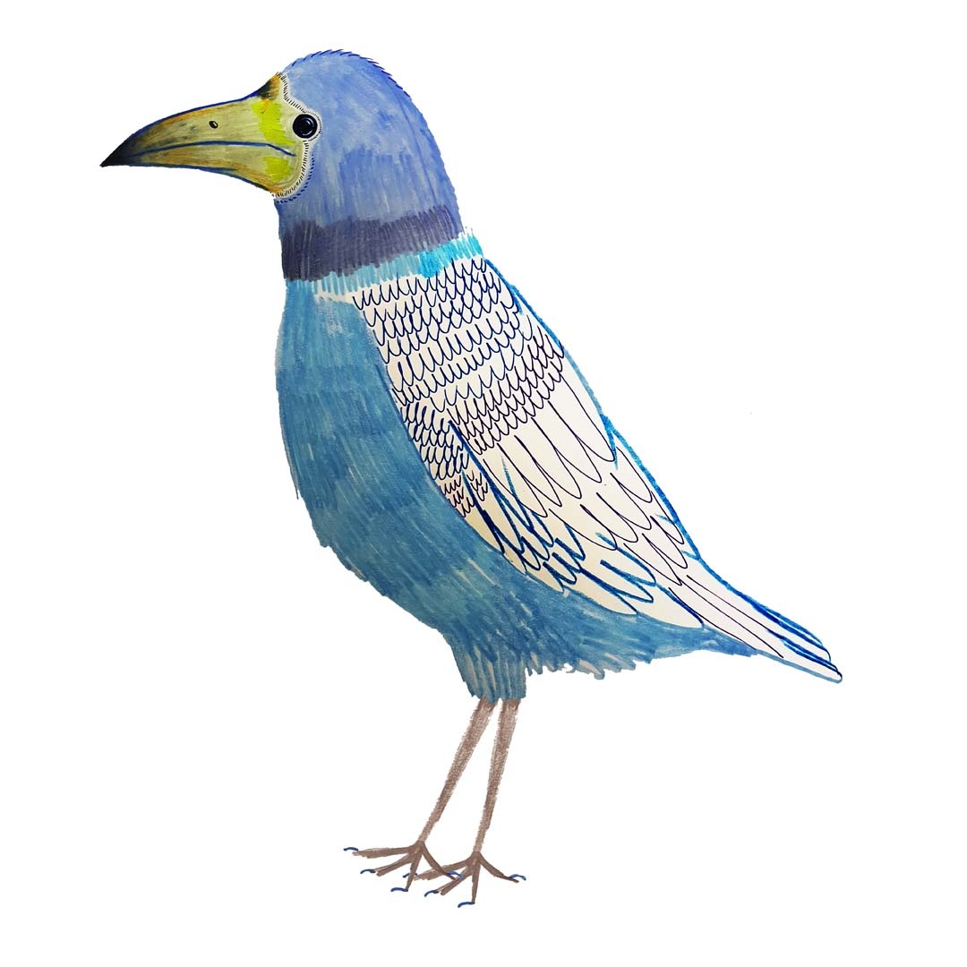 bird illustration, artwork, illustrator, for hire, license, art print ...