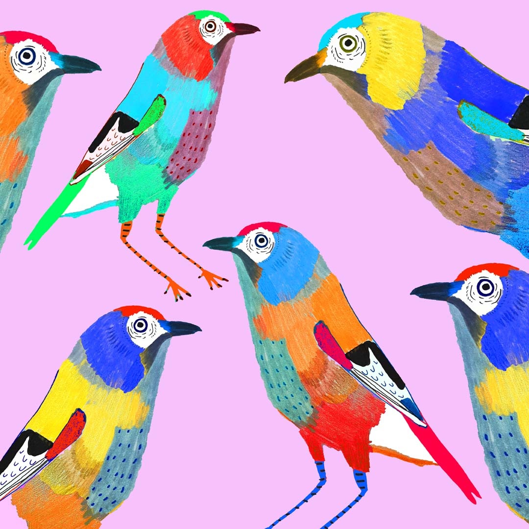 bird illustrations, illustrator, artwork, artist, art, prints, design ...