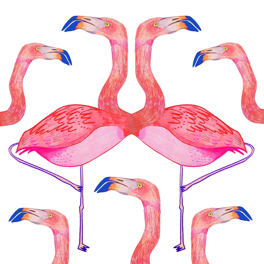 flamingo, flamingo illustration, flamingo art, birds, digital ...