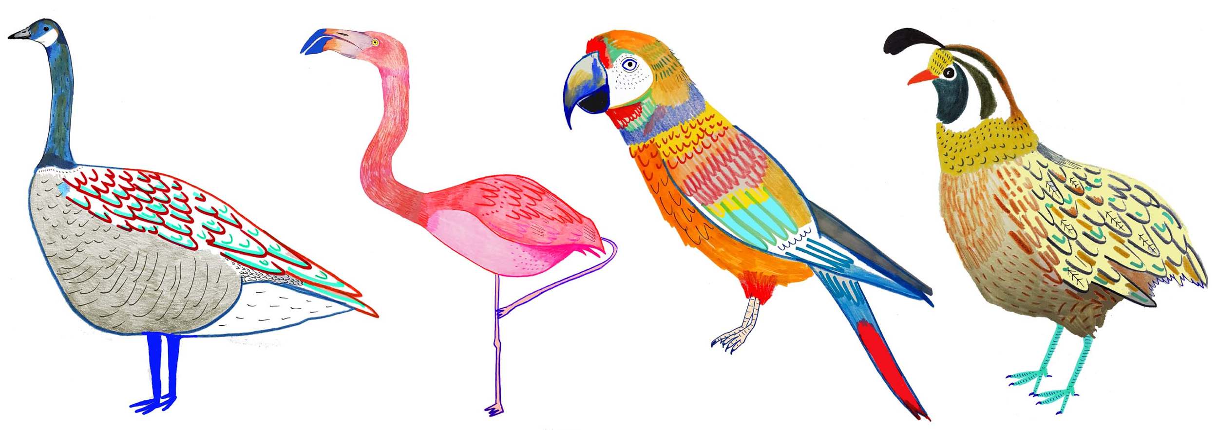 bird illustrations, illustrator, artwork, artist, art, prints, design ...