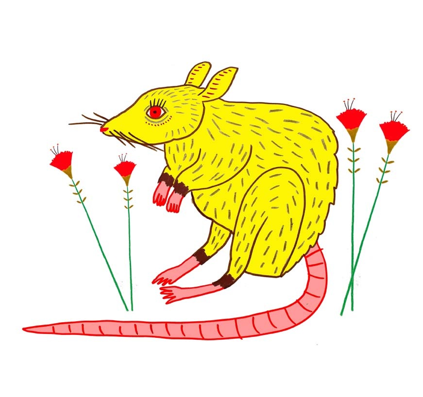 year of the rat, illustration - rat art - rat design - print - drawing ...