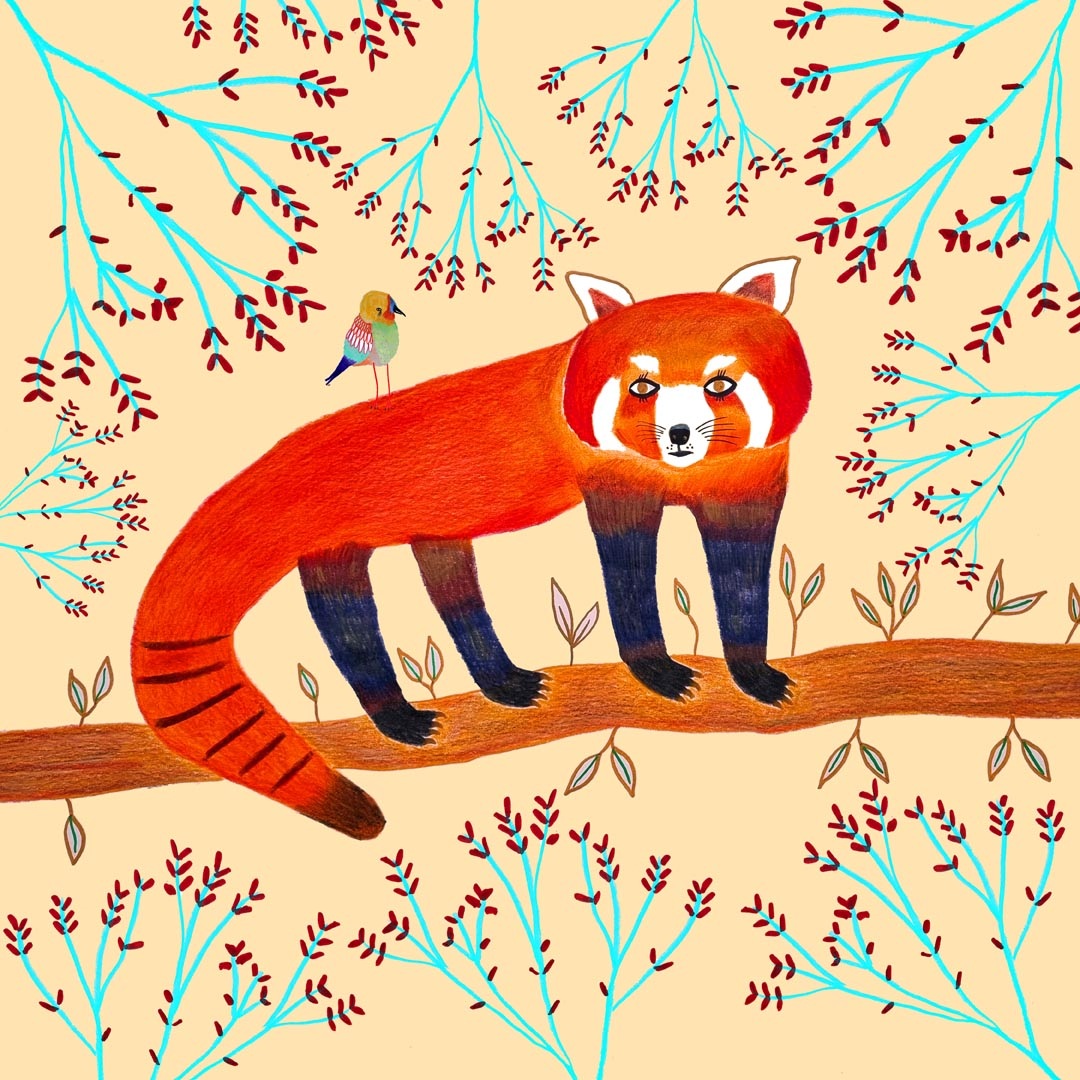red panda illustration, animal art print, red panda art, illustrator ...