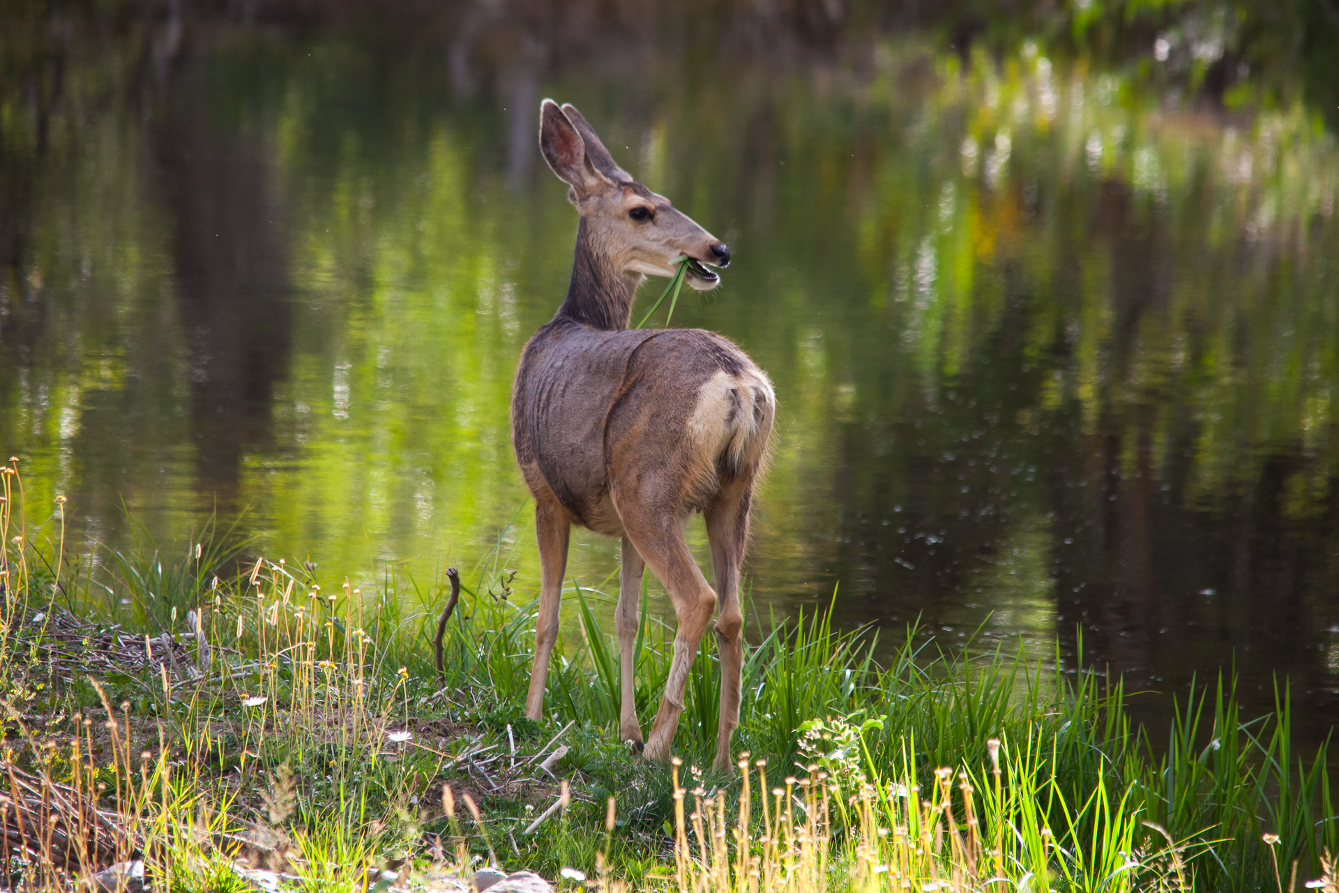Animals - Foxbat Photography