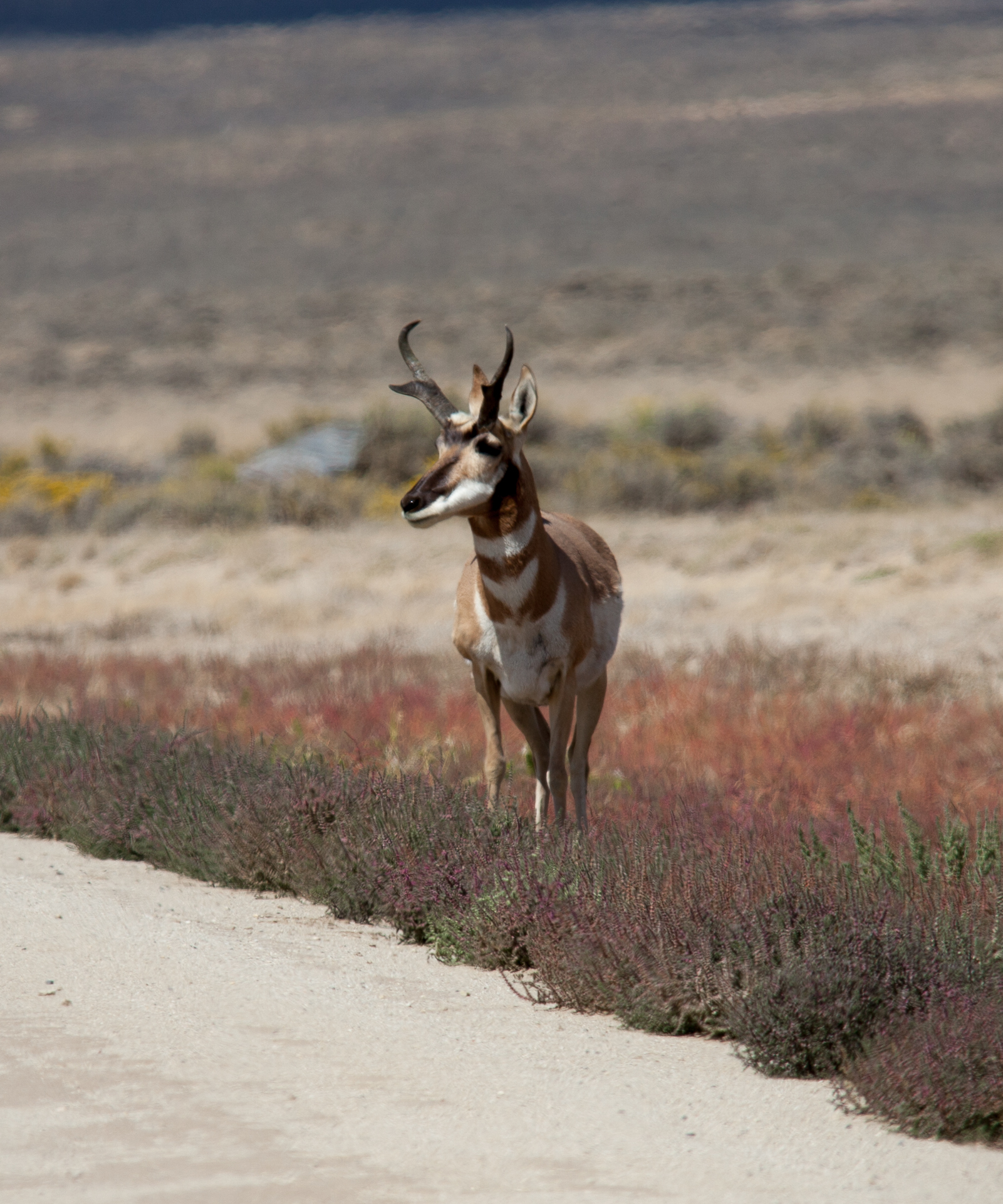 Animals - Foxbat Photography