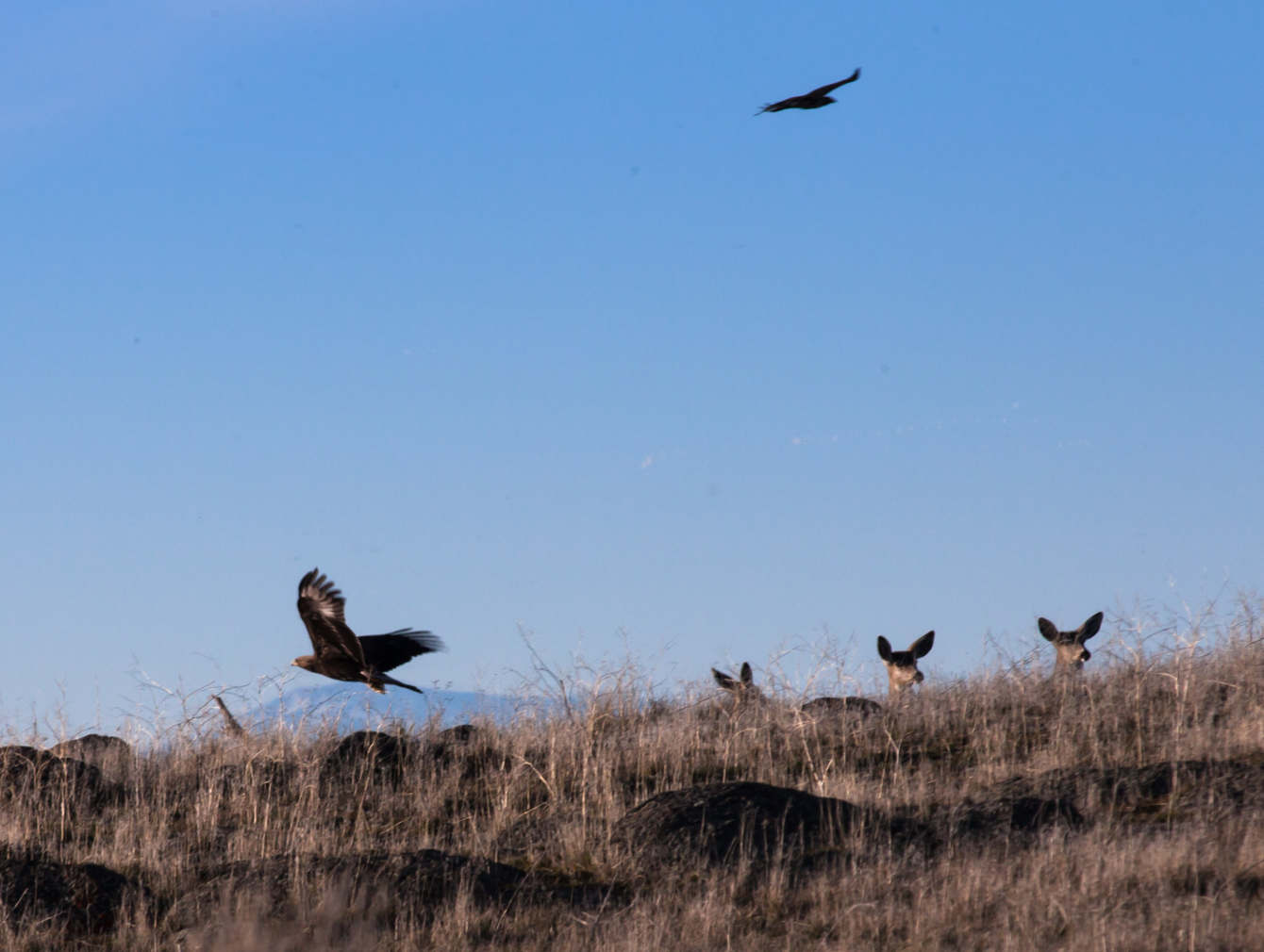 Animals - Foxbat Photography