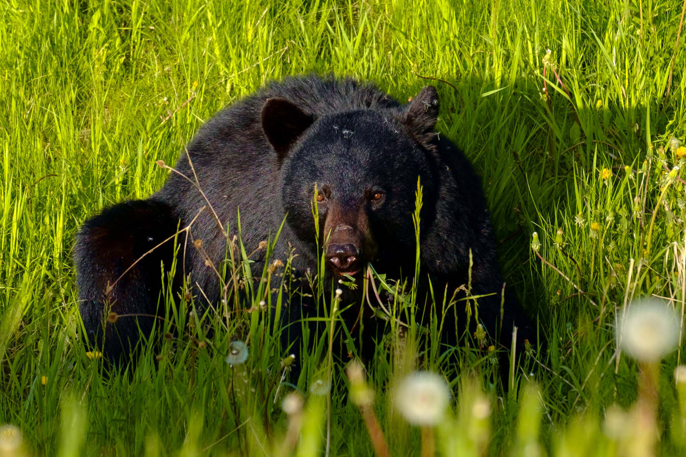Animals - Foxbat Photography