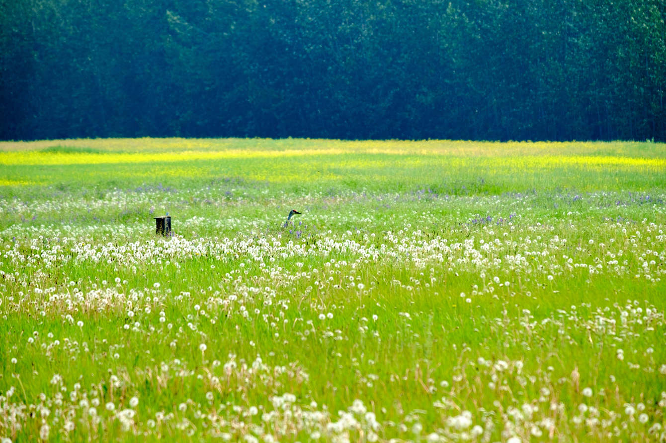 Animals - Foxbat Photography