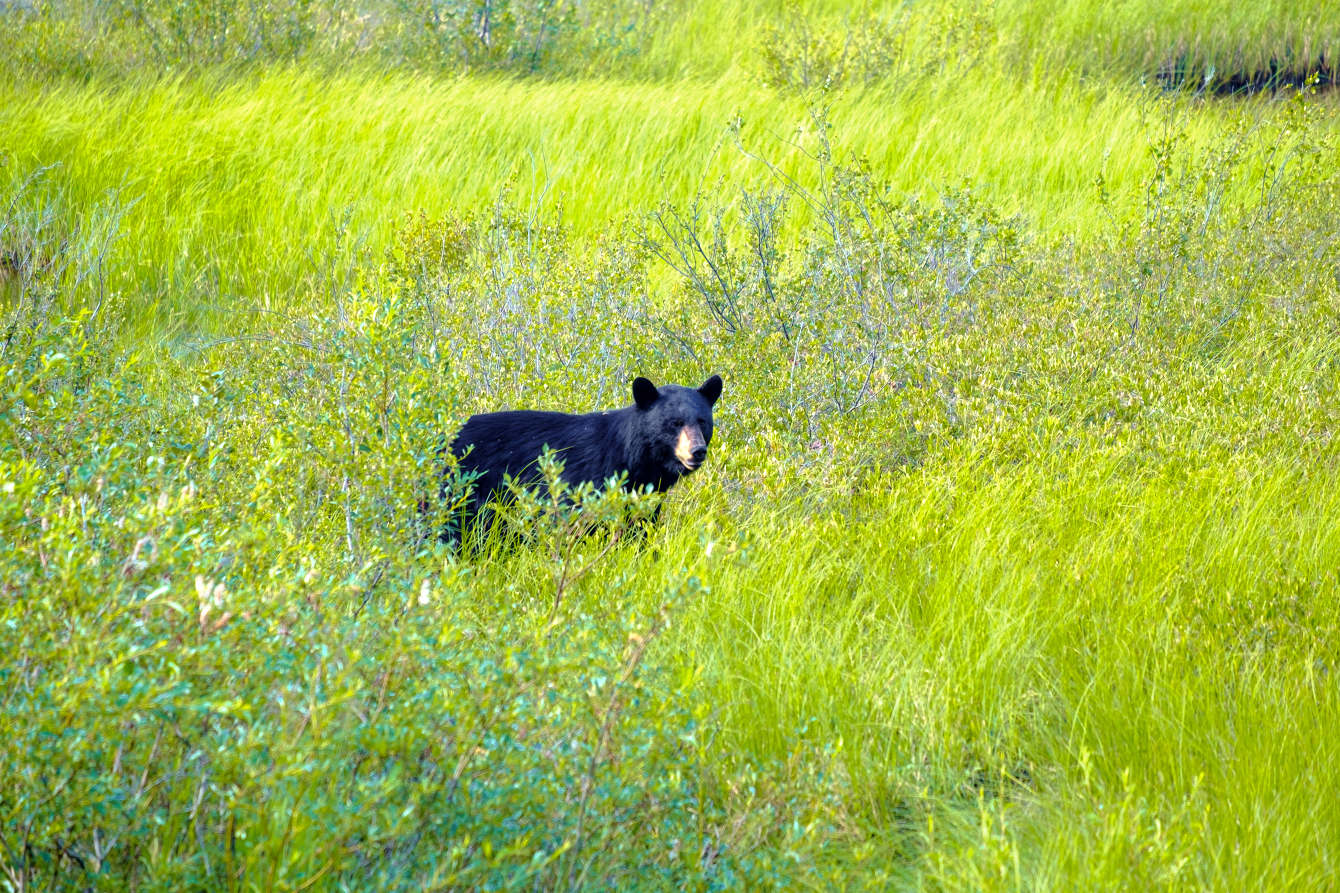Animals - Foxbat Photography