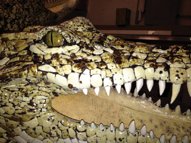 Two-Headed Crocodile - sarah lee's portfolio