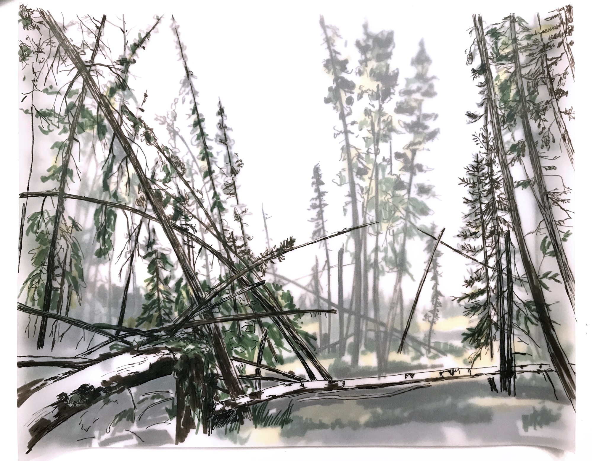 Drunken Trees - Jessica Mongeon