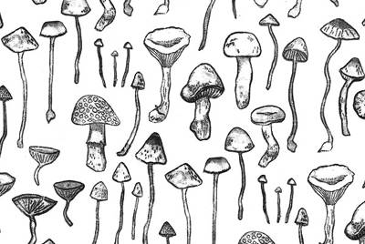 Alice Livingstone Illustration