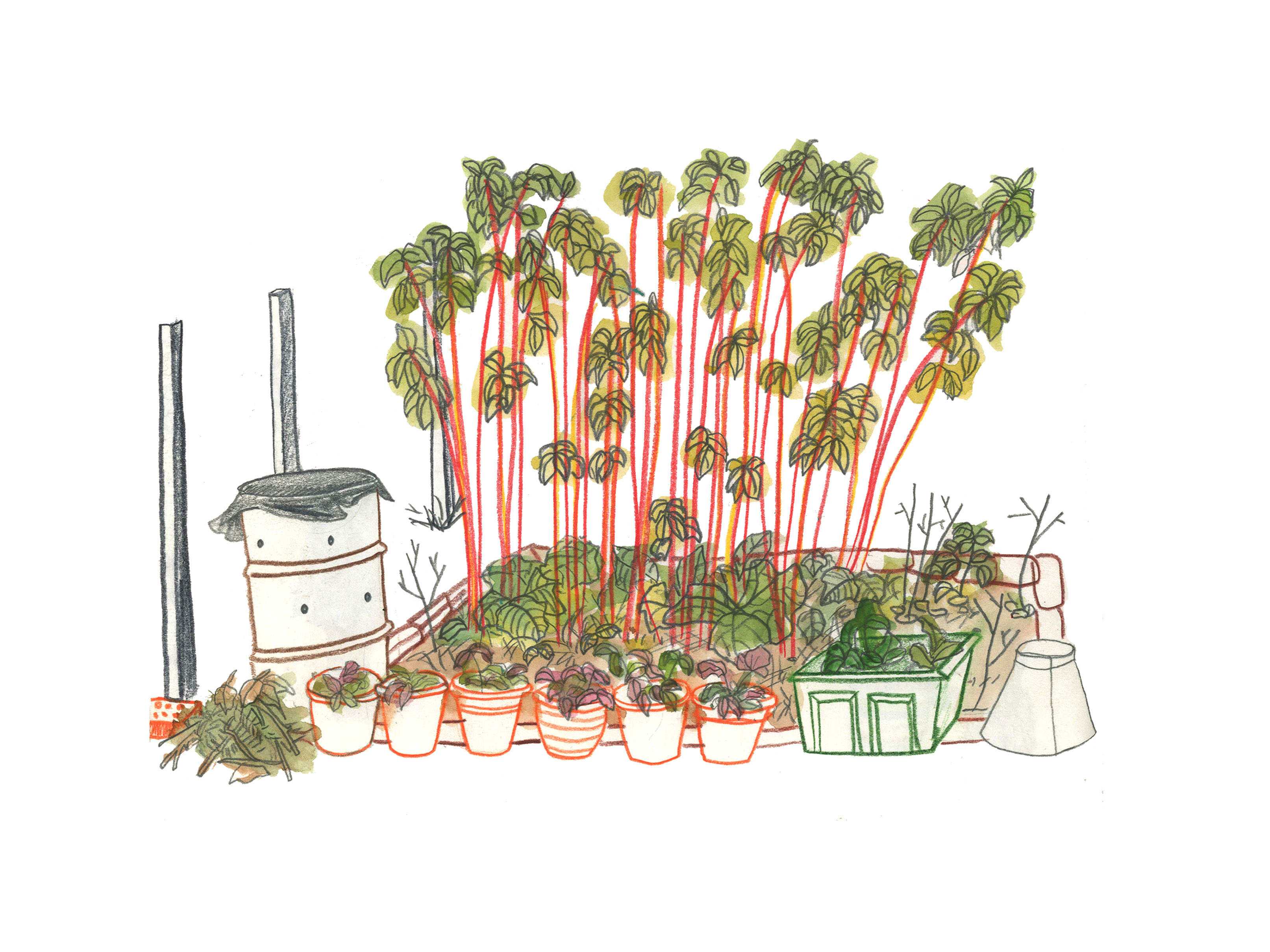 An Allotment Story - Alice Livingstone Illustration