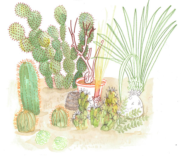 Plants - Alice Livingstone Illustration