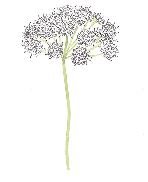 Plants - Alice Livingstone Illustration