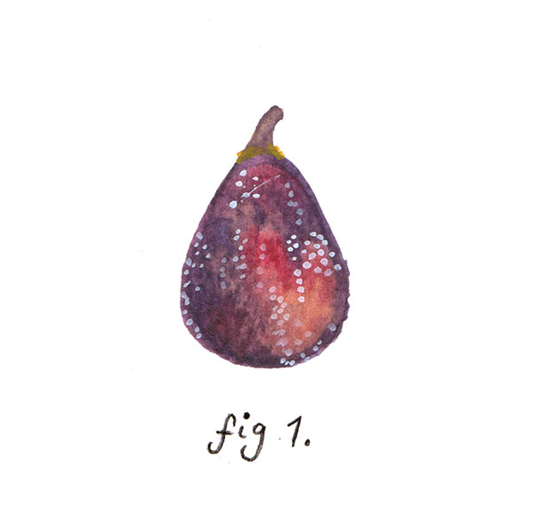 Plants - Alice Livingstone Illustration