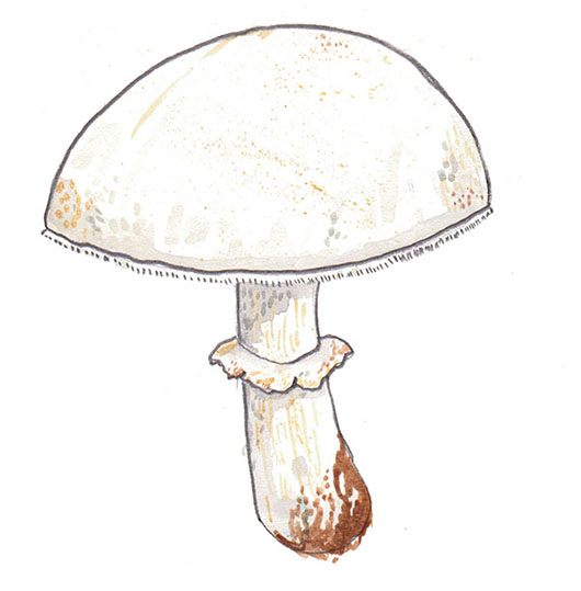 Plants - Alice Livingstone Illustration