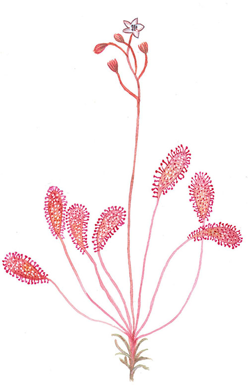 Plants - Alice Livingstone Illustration