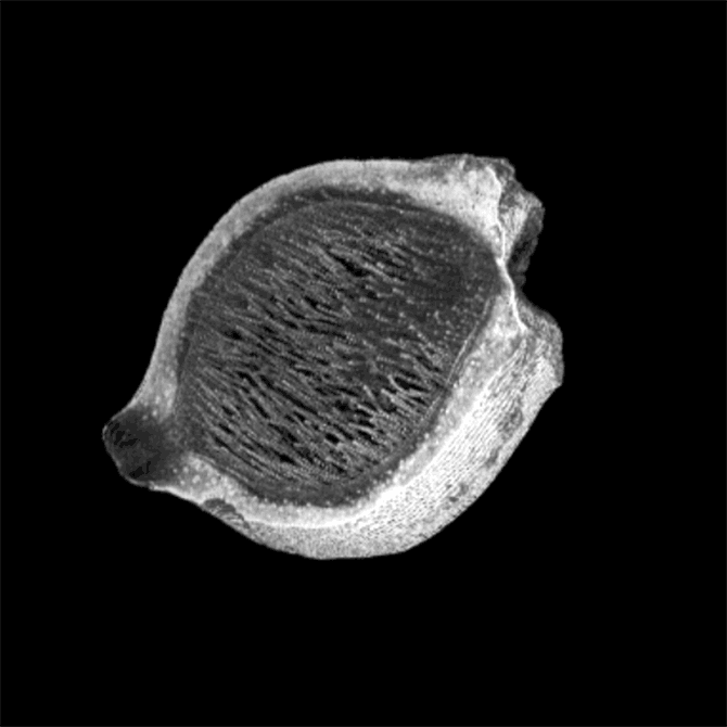 Vegetable Anatomy MRI Slices - HONG WEI