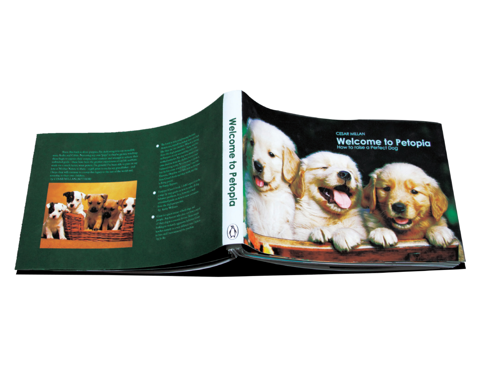 Dog Book Design - ju