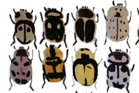 Eleanor Allen Illustration