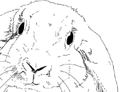 Eleanor Allen Illustration