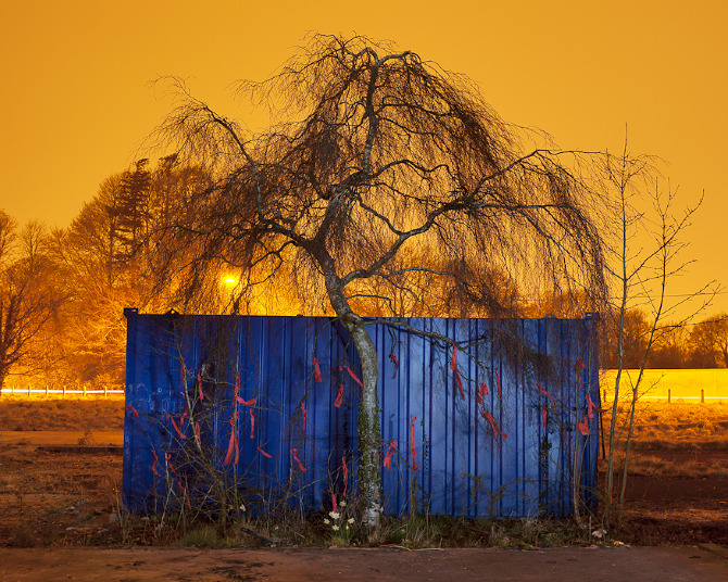 Rag Trees at the Research Centre - Brian Cregan Photography