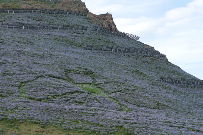 Holtasóley Lupin drawing - REITIR