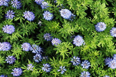 Holtasóley Lupin drawing - REITIR