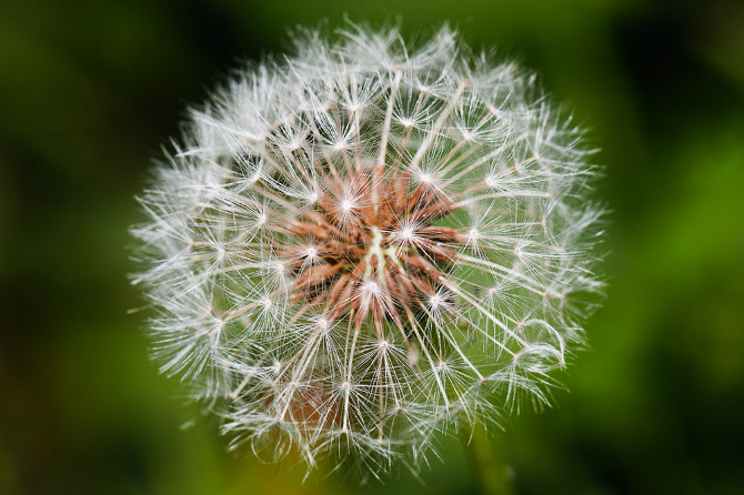 Dandelion - Andrew Sloane Photography
