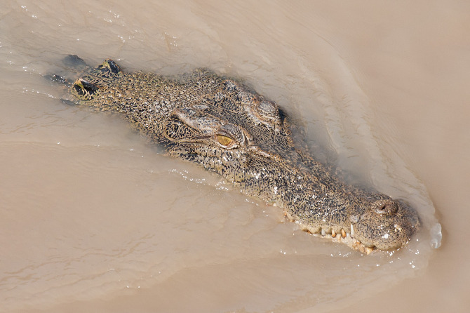 Jumping Crocs! - Andrew Sloane Photography