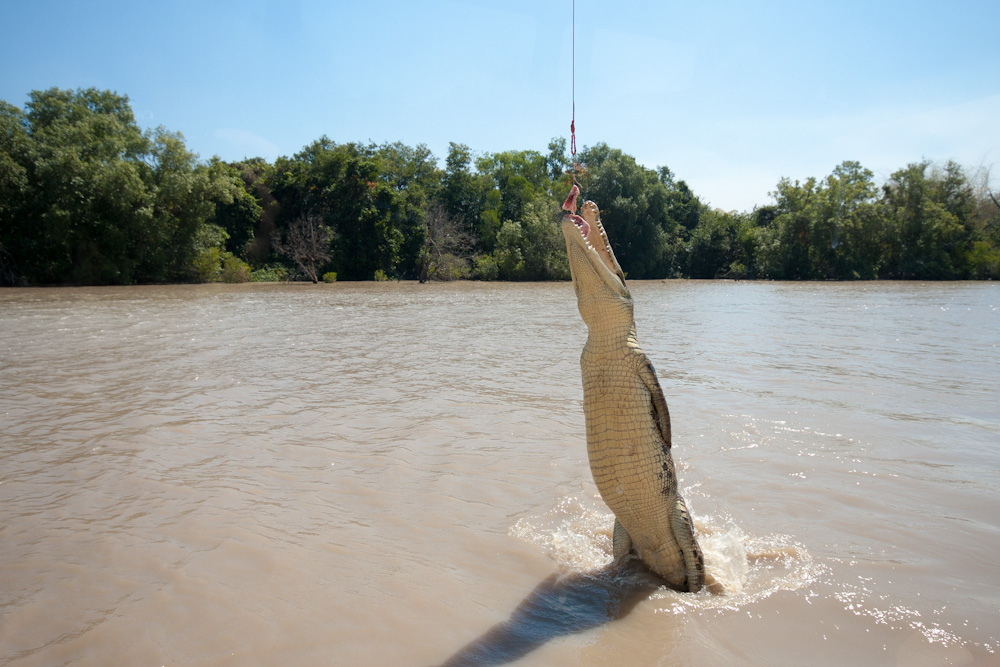 Jumping Crocs! - Andrew Sloane Photography