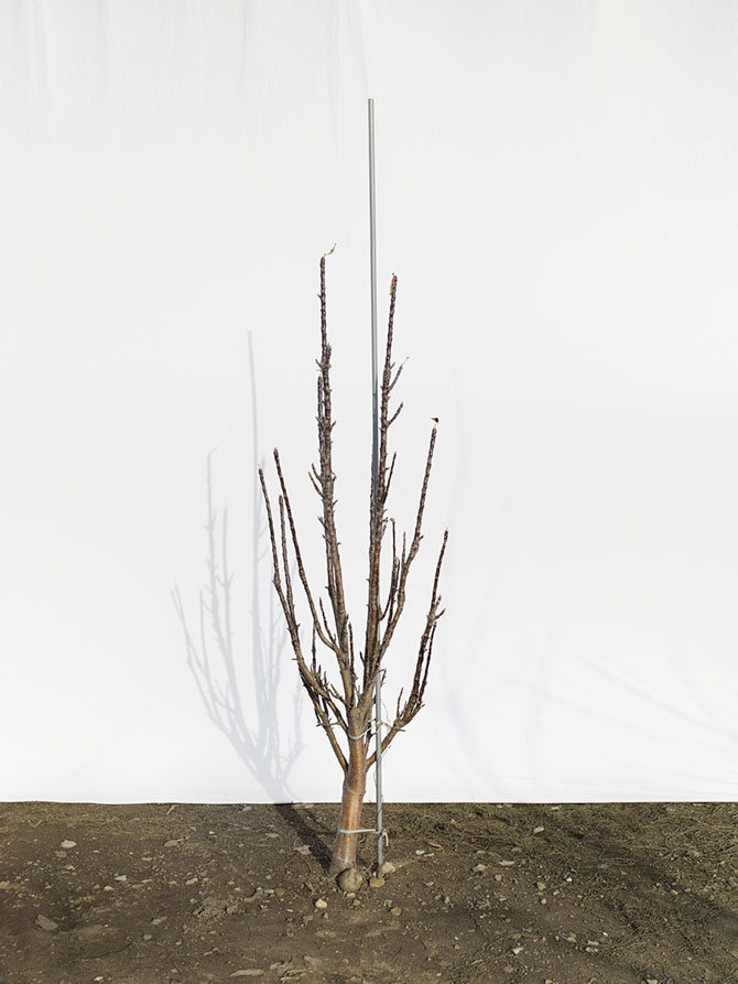 Of Sisters and Clones: An Interview with Jessica Rath - Venue