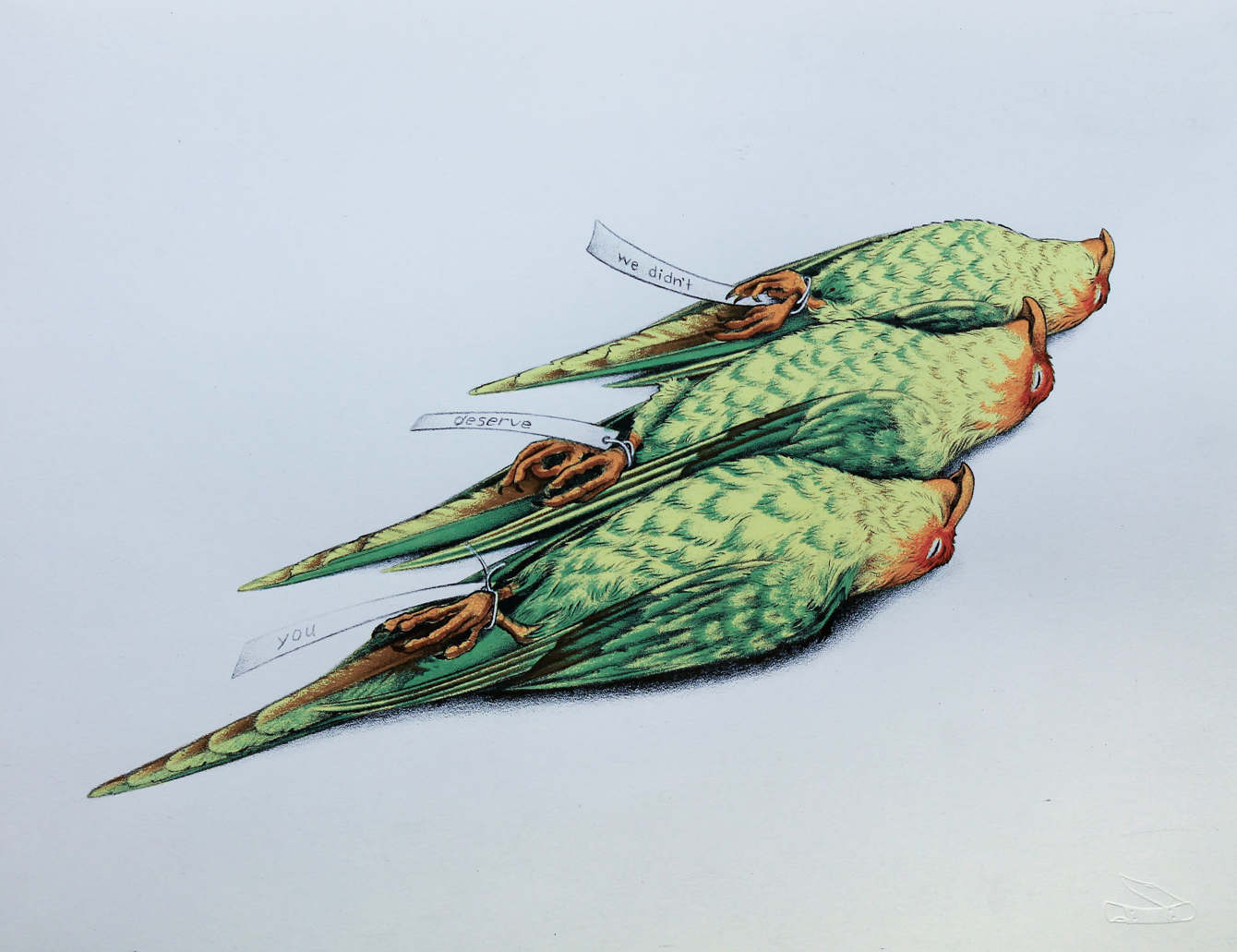 North America's Only Parrot - Emmy Lingscheit