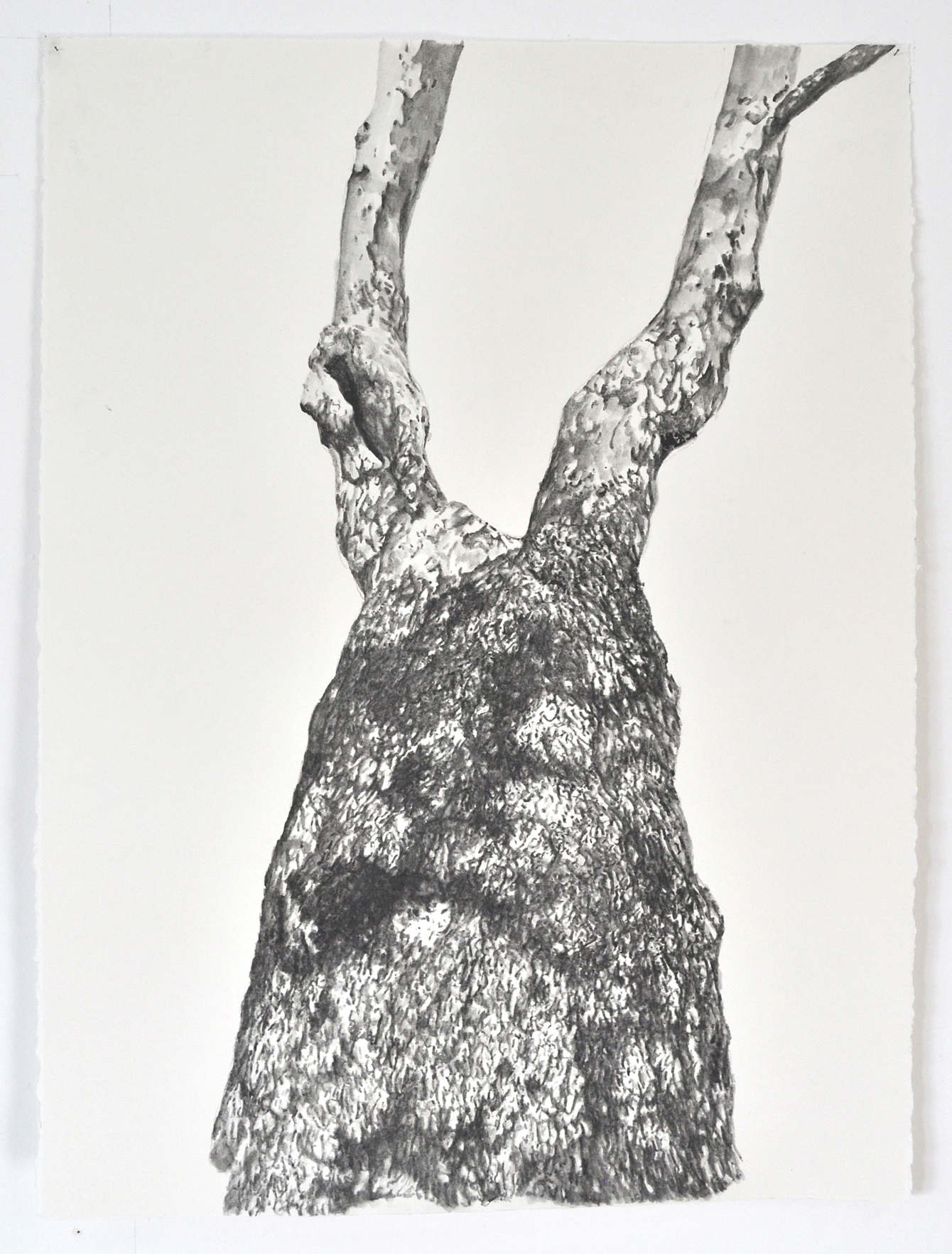 13 Bagged trees - joanapimentel.com