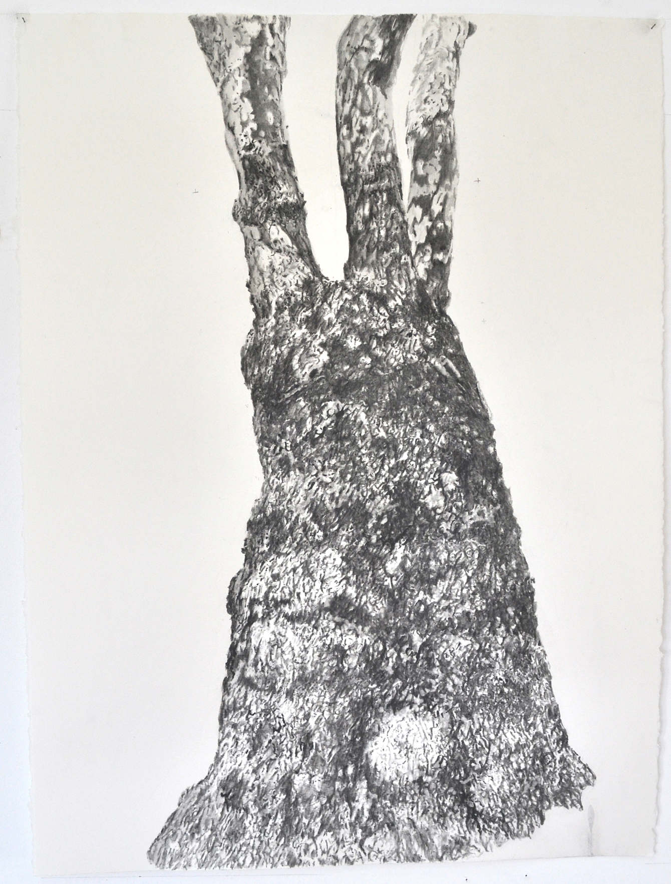 13 Bagged trees - joanapimentel.com