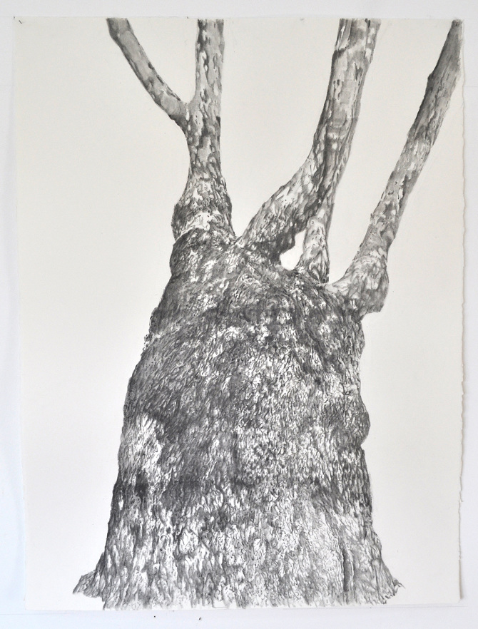 13 Bagged trees - joanapimentel.com