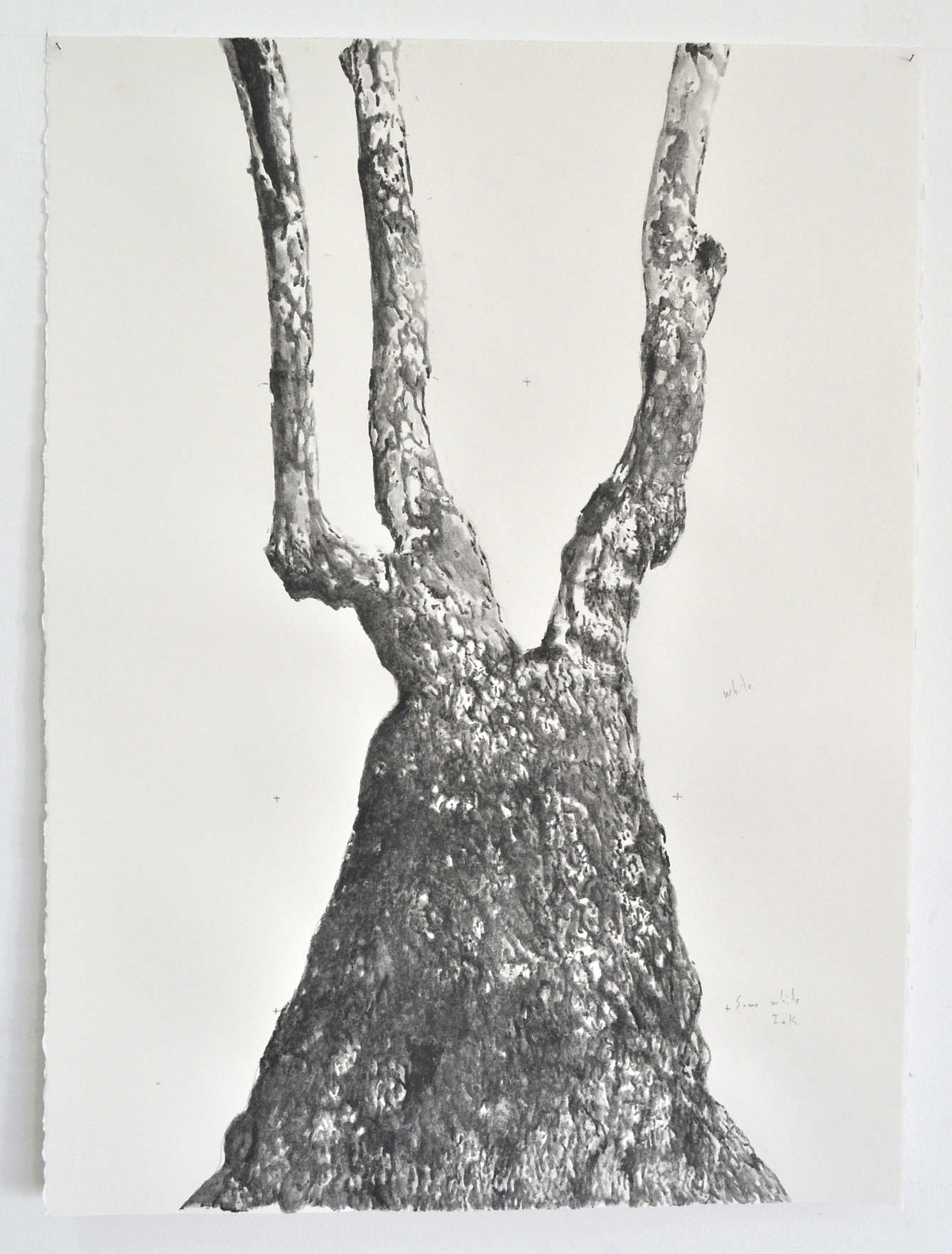 13 Bagged trees - joanapimentel.com