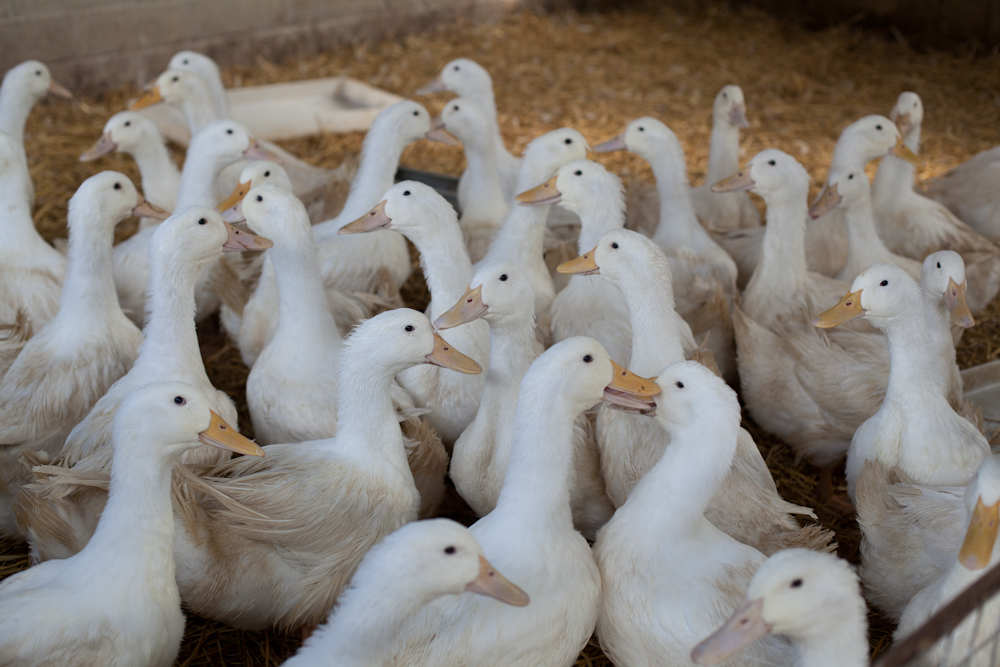 Cornish Duck - Why Eat Cornish