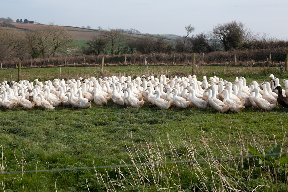 Cornish Duck - Why Eat Cornish